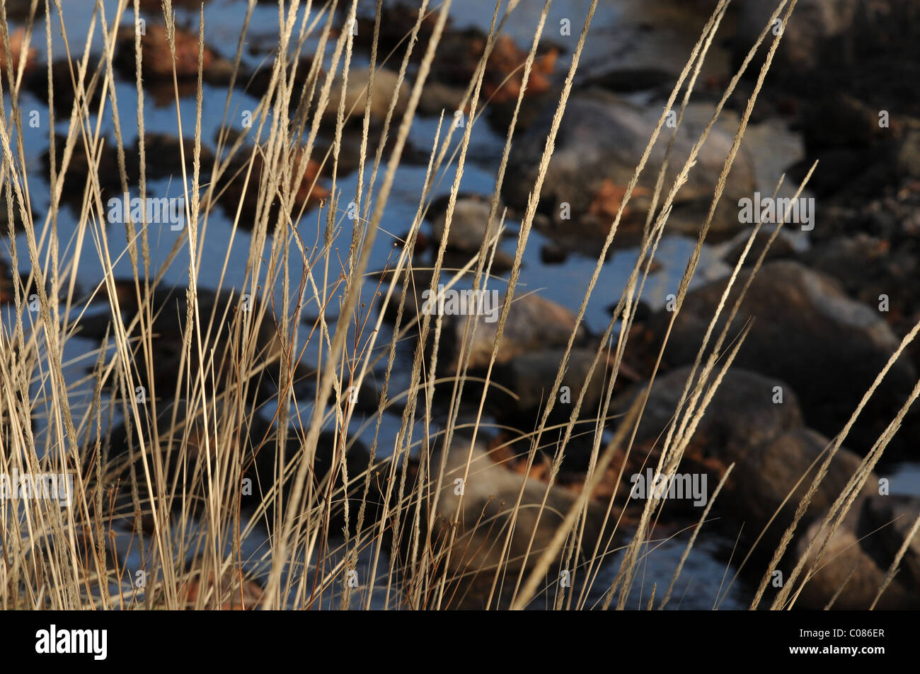 Native grasses grows along Gardner Canyon Creek, Santa Rita Mountains ...