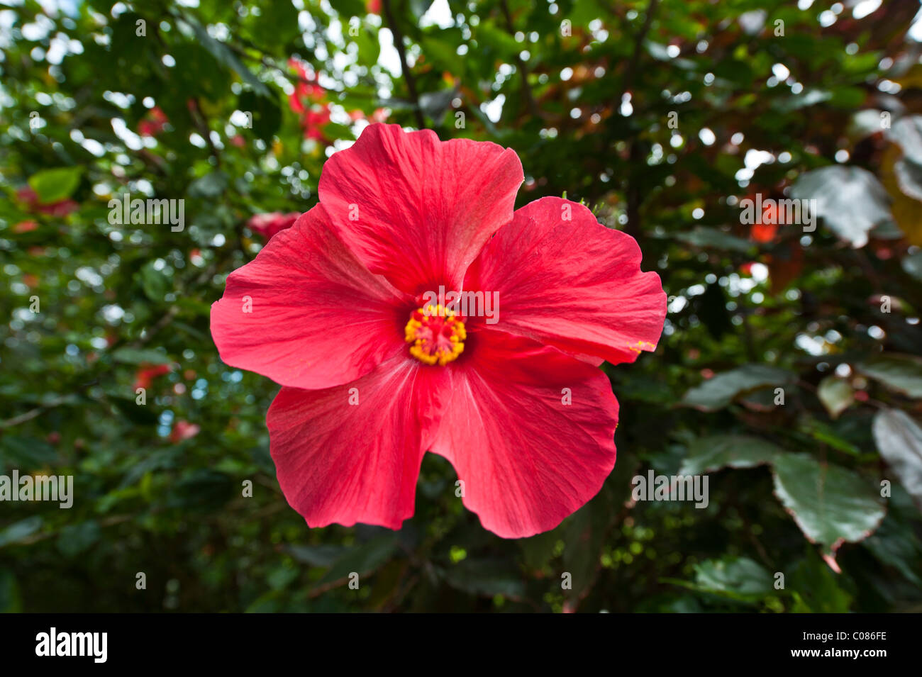 Forna hi-res stock photography and images - Alamy