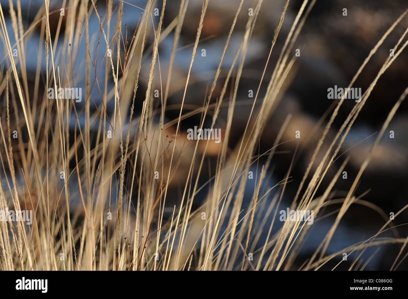Native grasses grows along Gardner Canyon Creek, Santa Rita Mountains ...