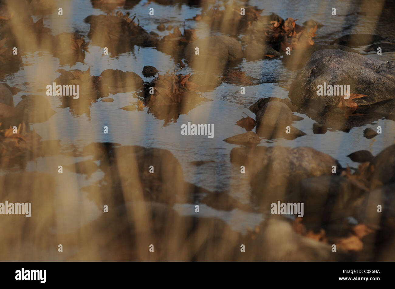 Native grasses grows along Gardner Canyon Creek, Santa Rita Mountains ...