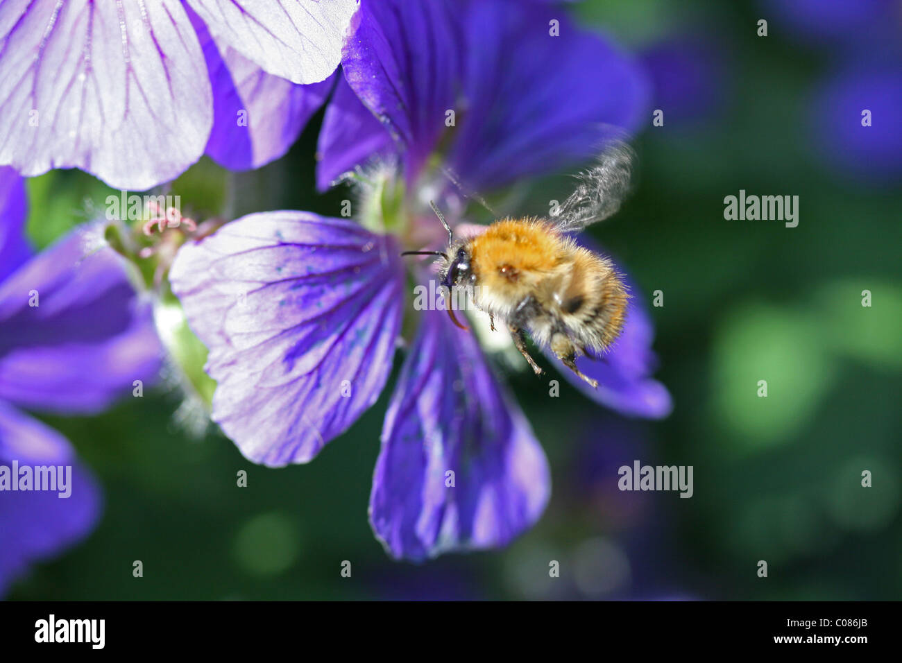 Bee in flight Stock Photo - Alamy