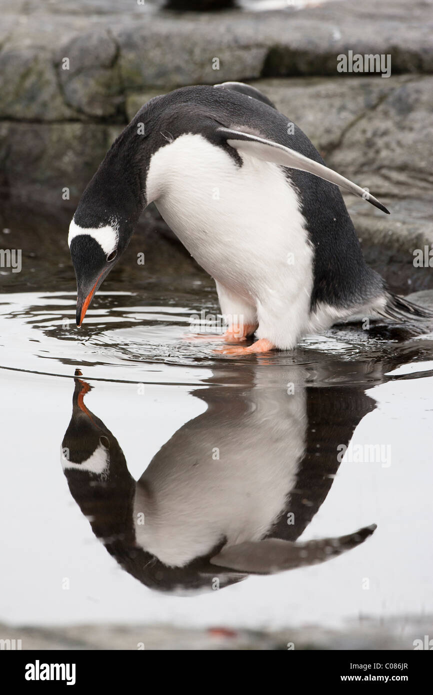 Looking in tidal pool hi-res stock photography and images - Alamy