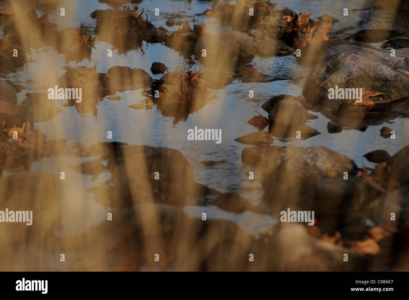 Native grasses grows along Gardner Canyon Creek, Santa Rita Mountains ...