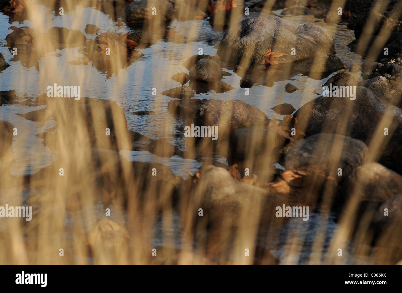Native grasses grows along Gardner Canyon Creek, Santa Rita Mountains ...
