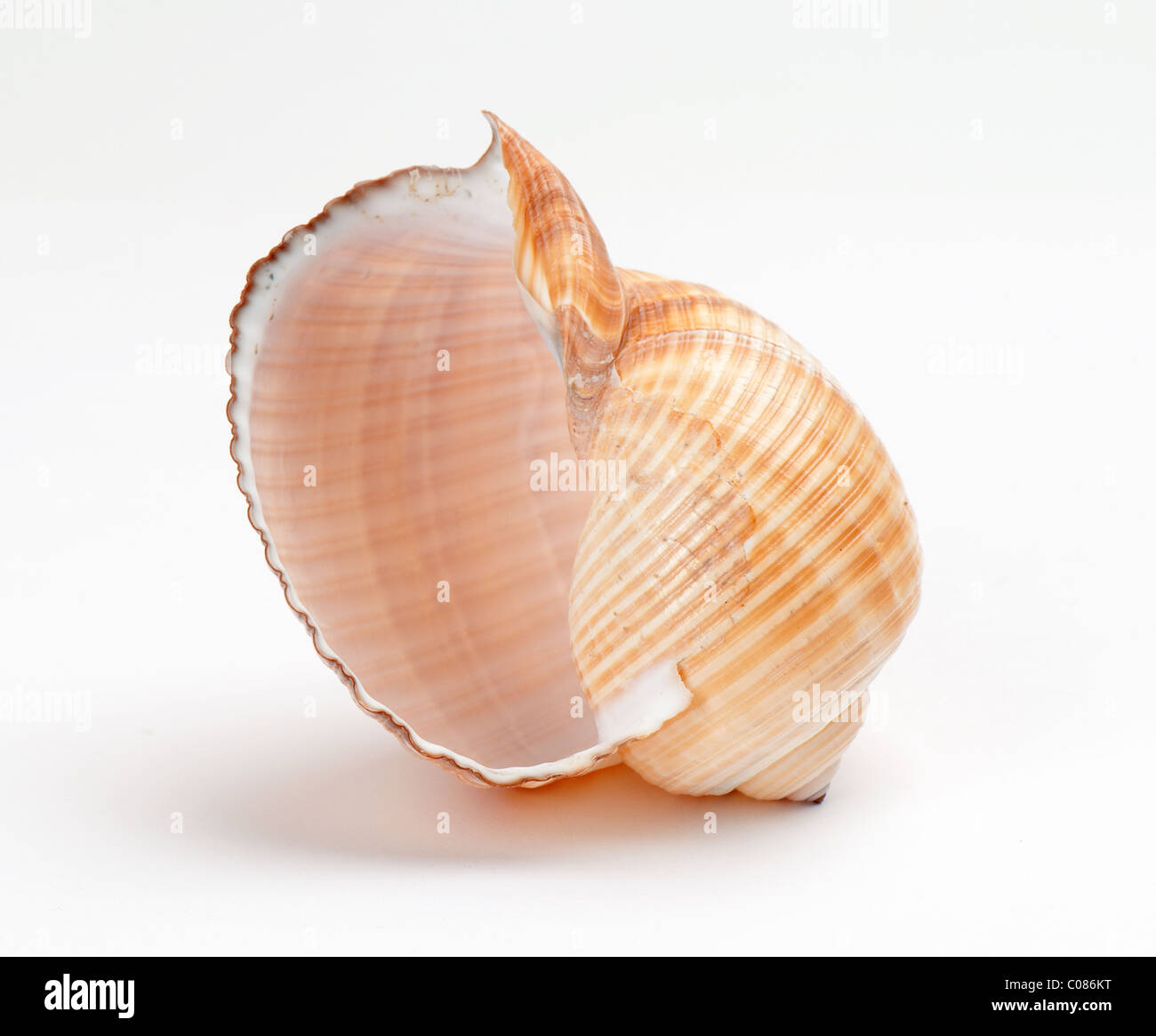 seashells on white background Stock Photo - Alamy