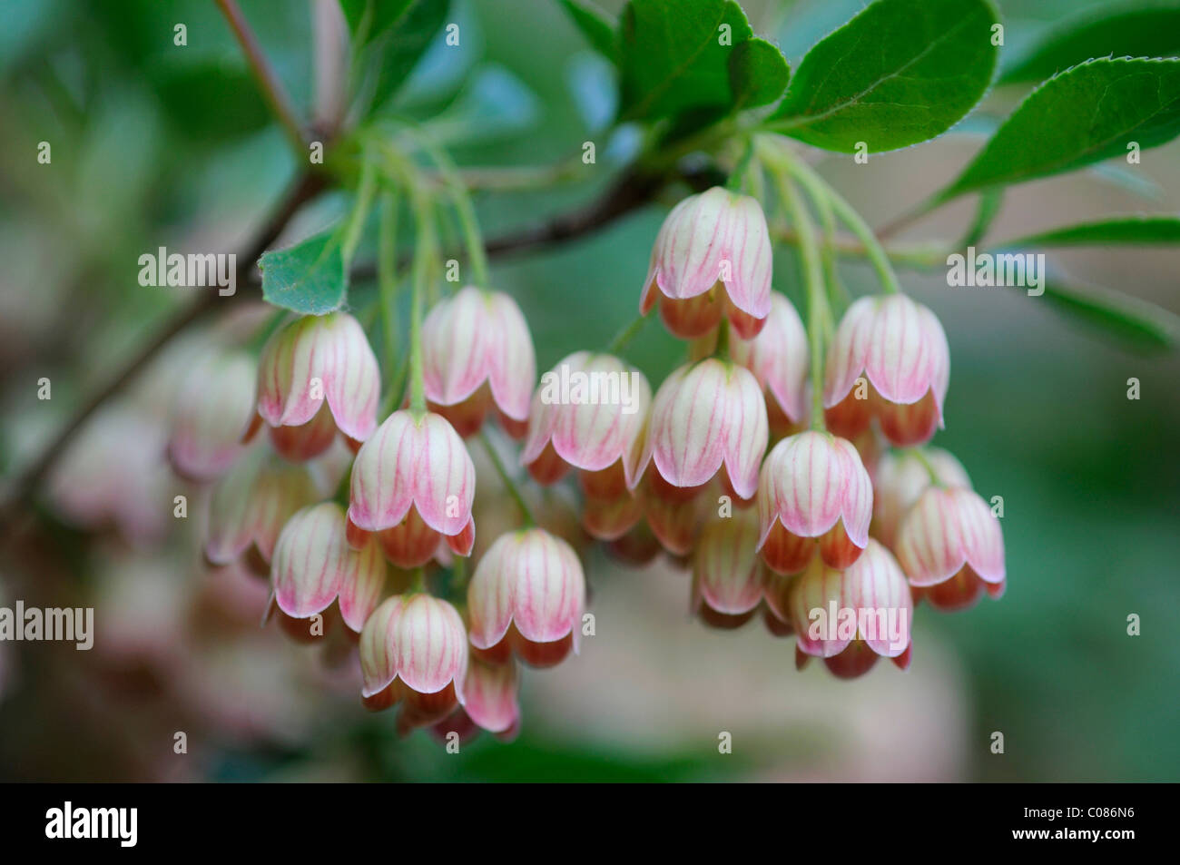 Enkianthus hi-res stock photography and images - Alamy