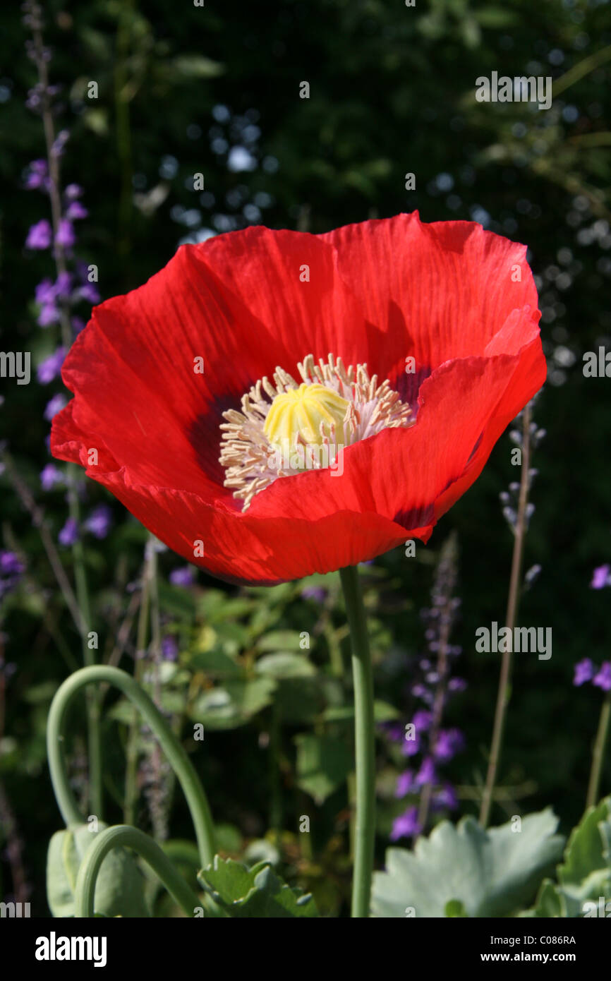 red poppy in full flower Stock Photo - Alamy