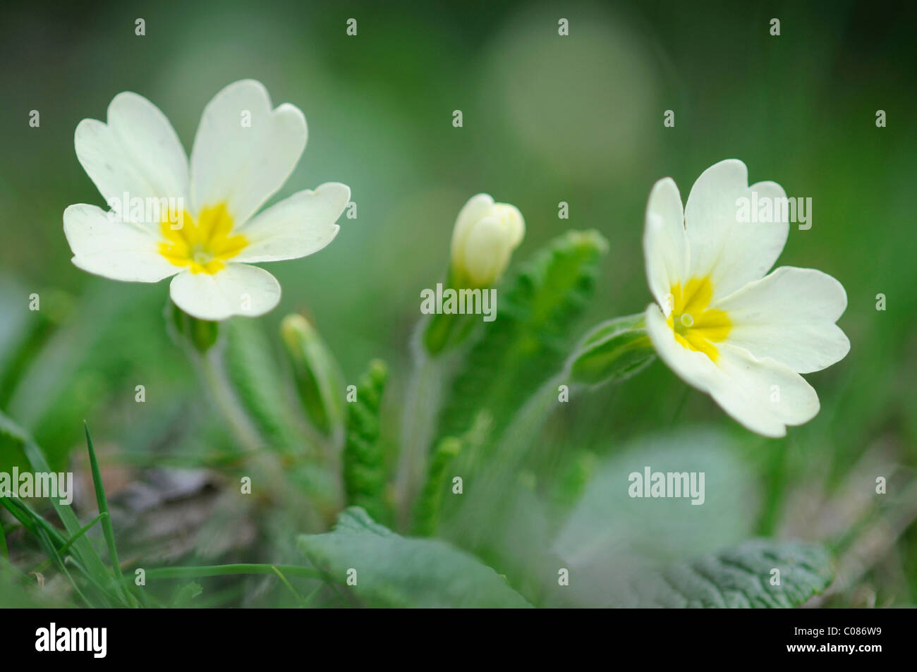 Common primrose or English primrose (Primula vulgaris Stock Photo - Alamy