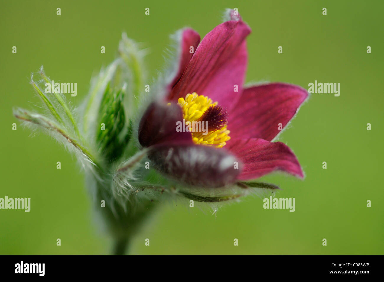 Red Pasque Flower (Pulsatilla vulgaris Stock Photo - Alamy