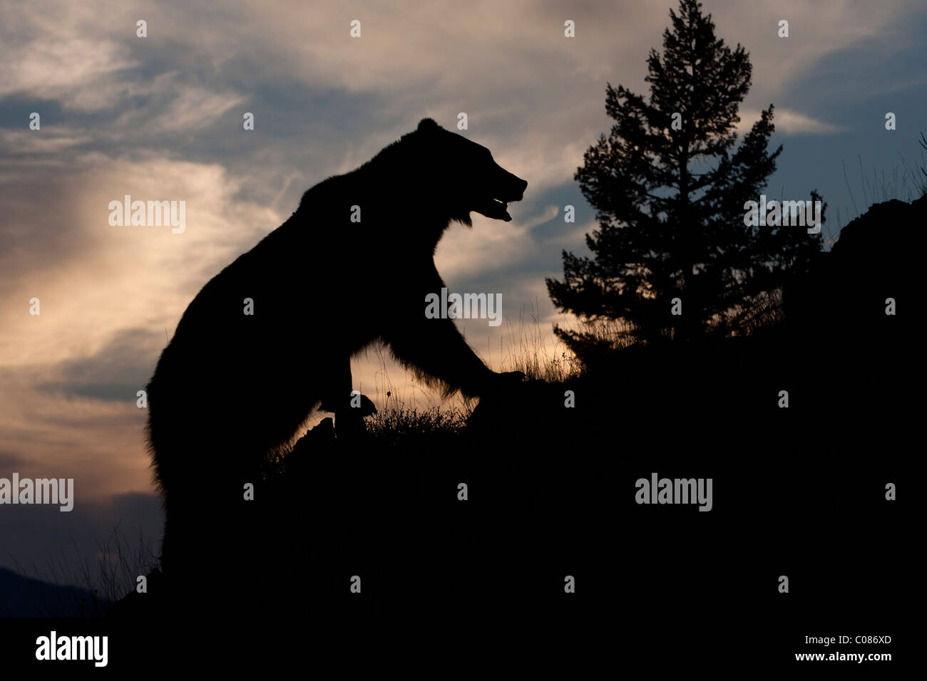 Grizzly Bear standing on ridge at sunset, Montana, USA Stock Photo - Alamy