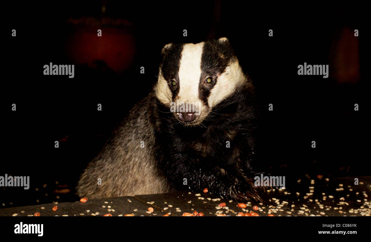 The European Badger (Meles meles) eating peanuts and sunflower Stock ...