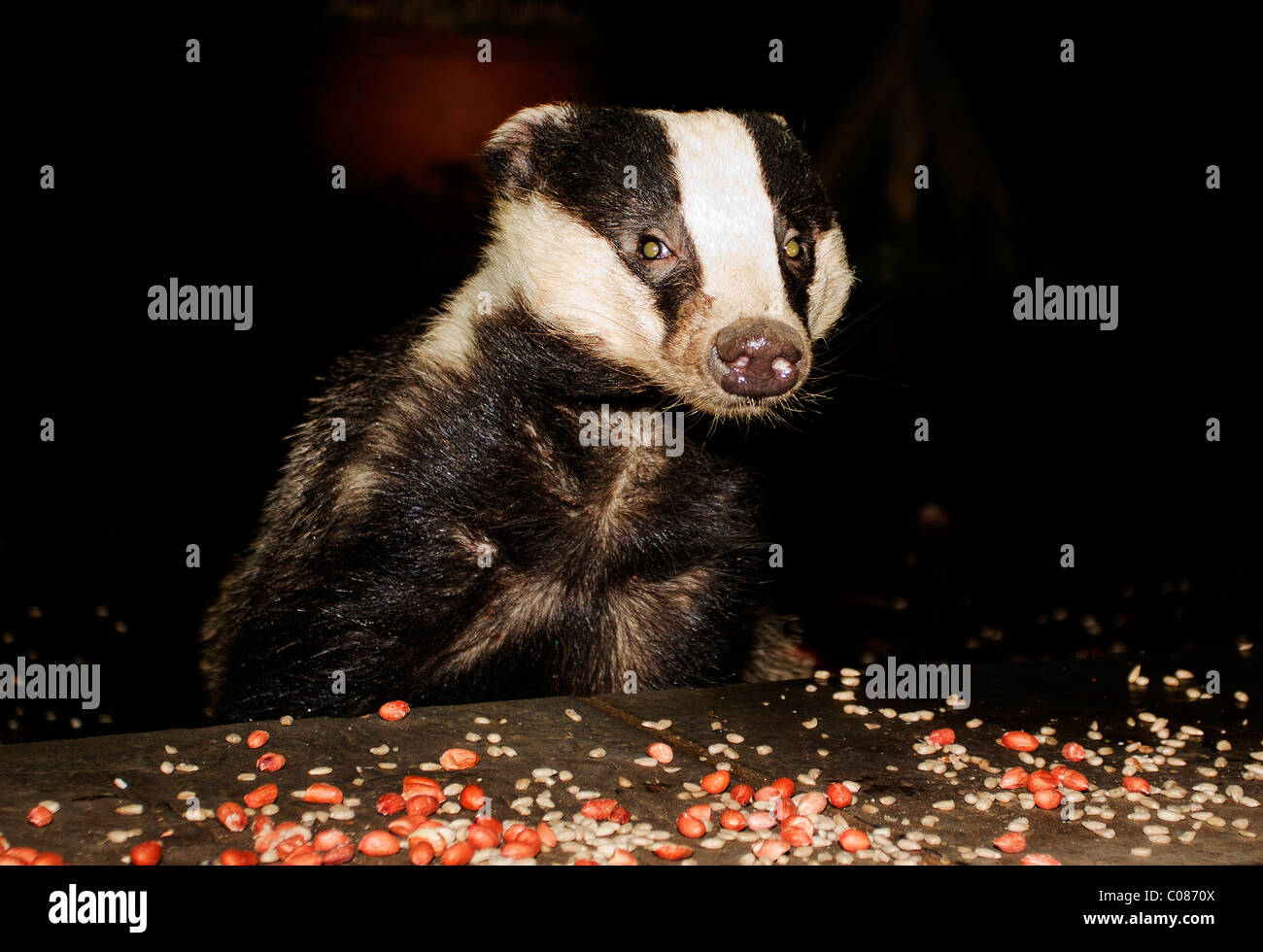 Badger night hi-res stock photography and images - Alamy