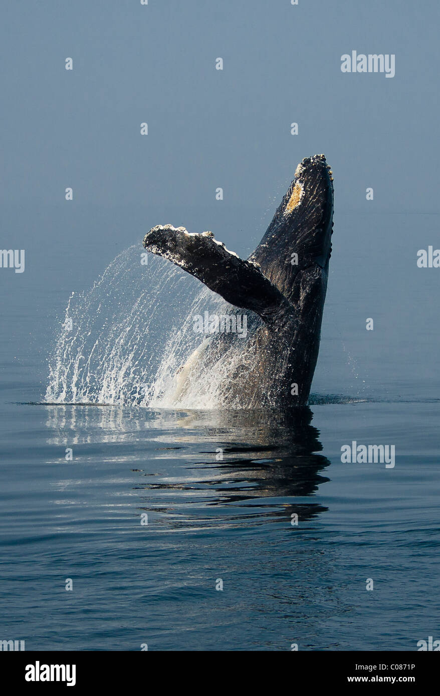 Humpback whale breach hi-res stock photography and images - Alamy