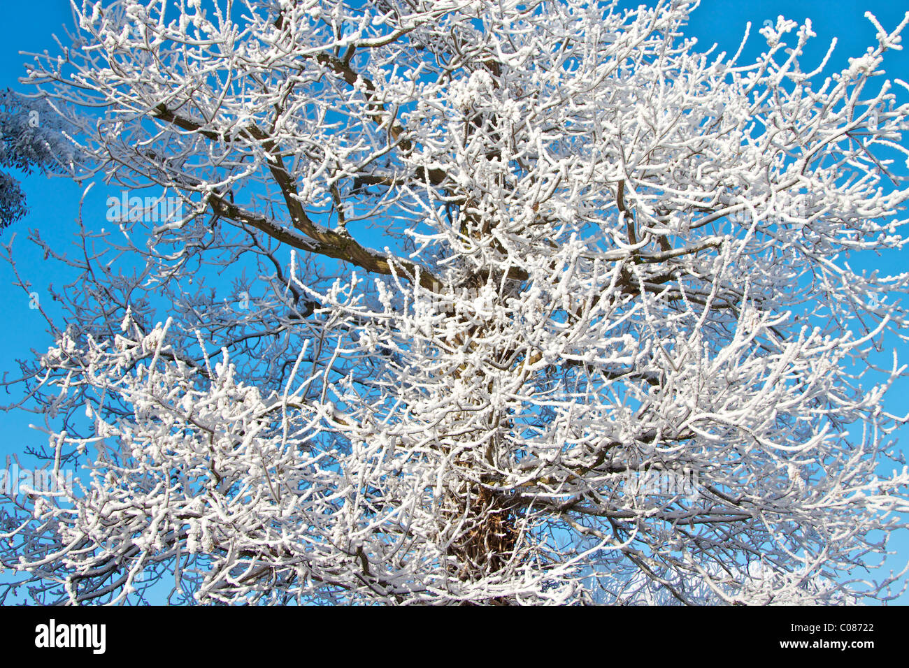 Snow and Ice covered tree against background of blue sky Stock Photo ...