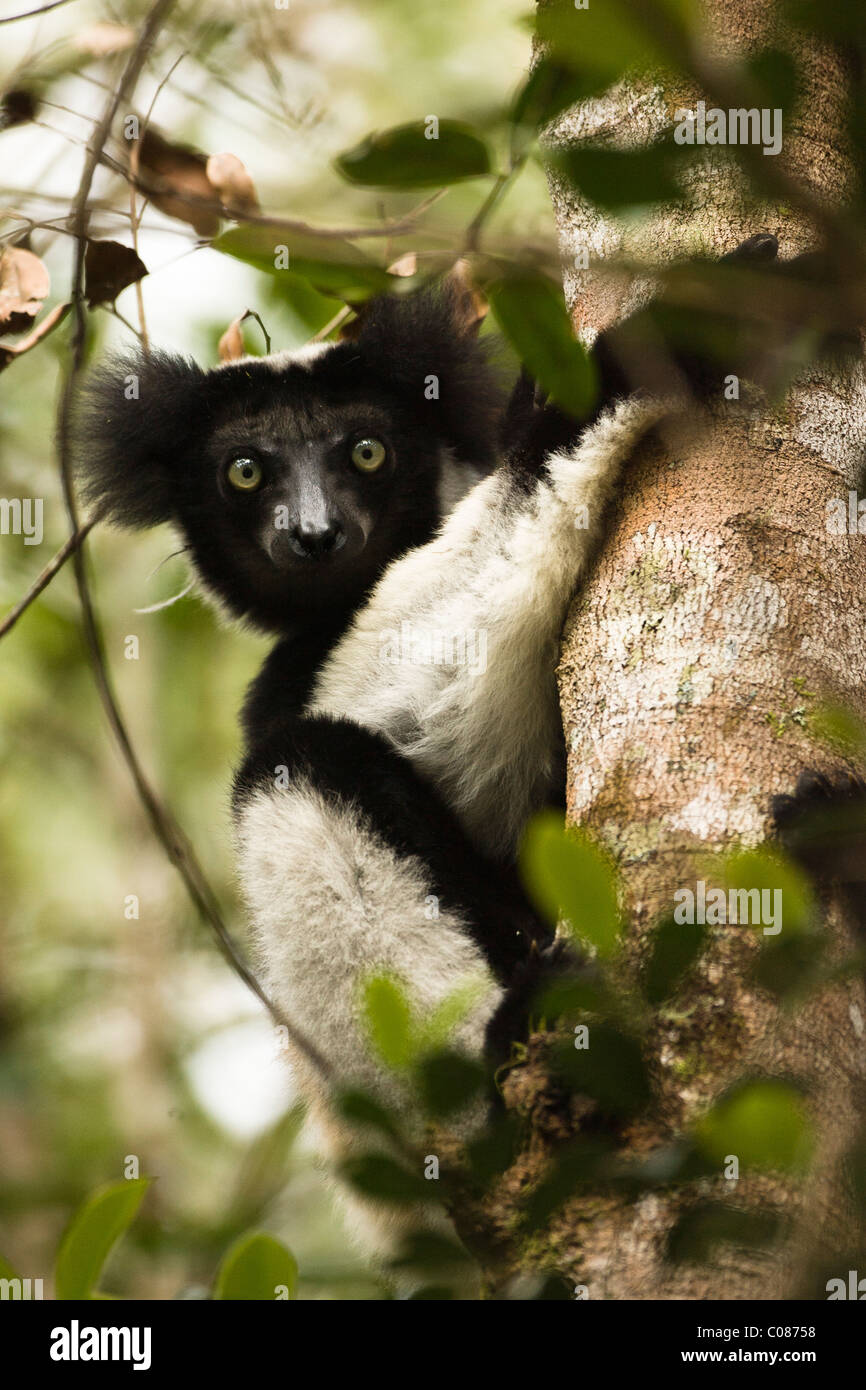 Indri lemur hi-res stock photography and images - Alamy