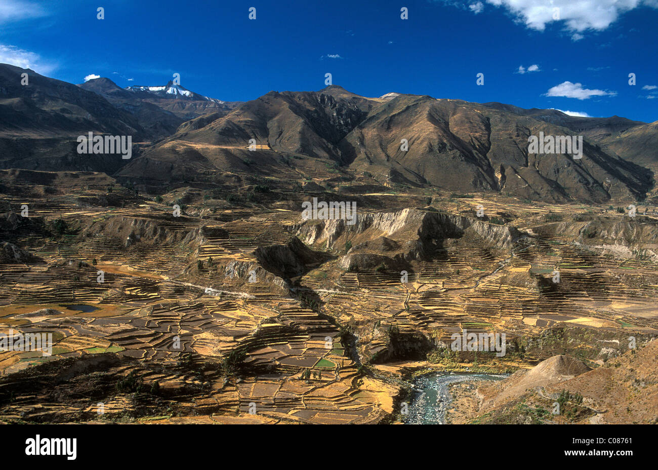 Terraced fields in the Colca canyon at an altitude of 3450 m, Peru ...