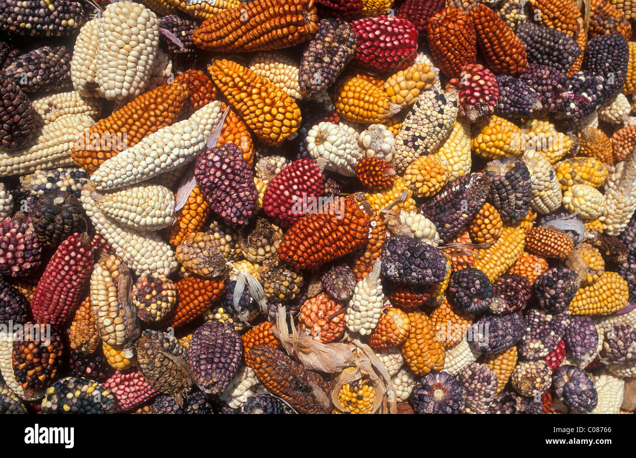 Peruvian Corn Stock Photos & Peruvian Corn Stock Images - Alamy