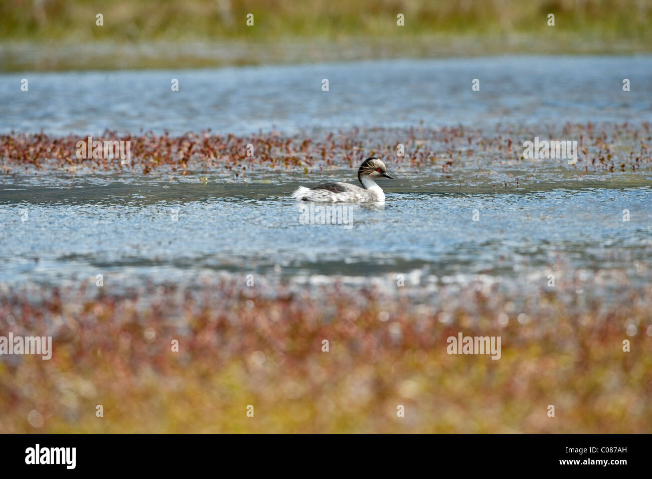 Silvery Grebe (Podiceps occipitalis) on water Torres del Paine National ...