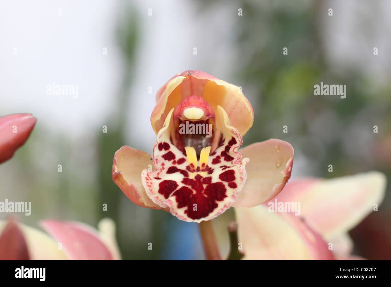 Orchid aceae hi-res stock photography and images - Alamy