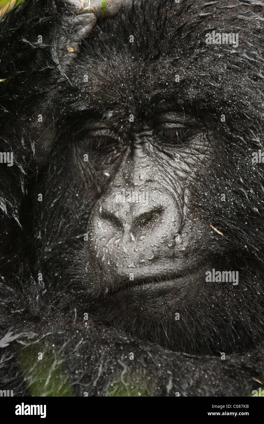 Mountain Gorilla, Volcanoes National Park, Rwanda Stock Photo - Alamy