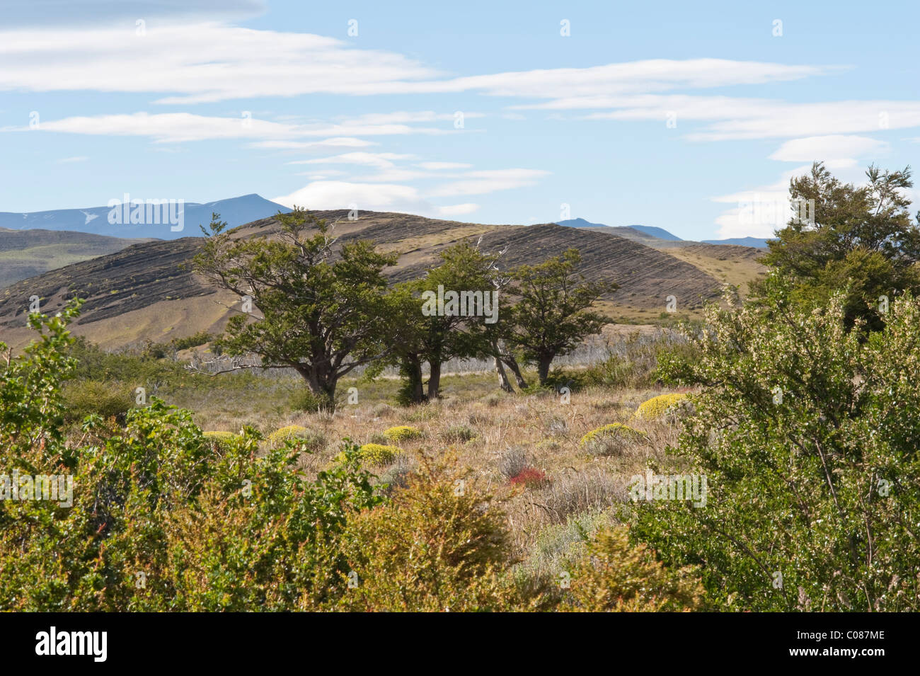 Nothofagus chile hi-res stock photography and images - Alamy