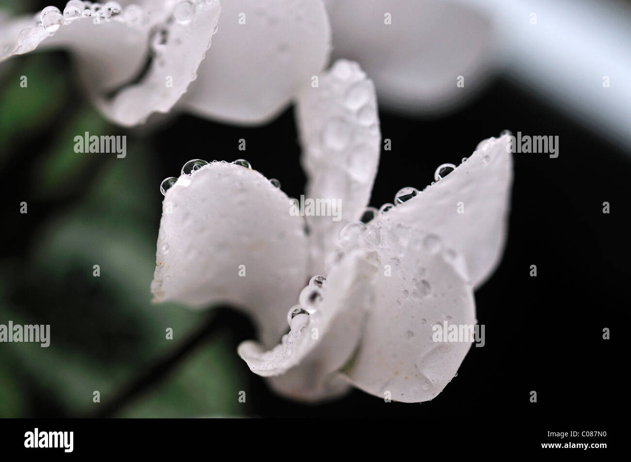 Blown flowers hi-res stock photography and images - Alamy