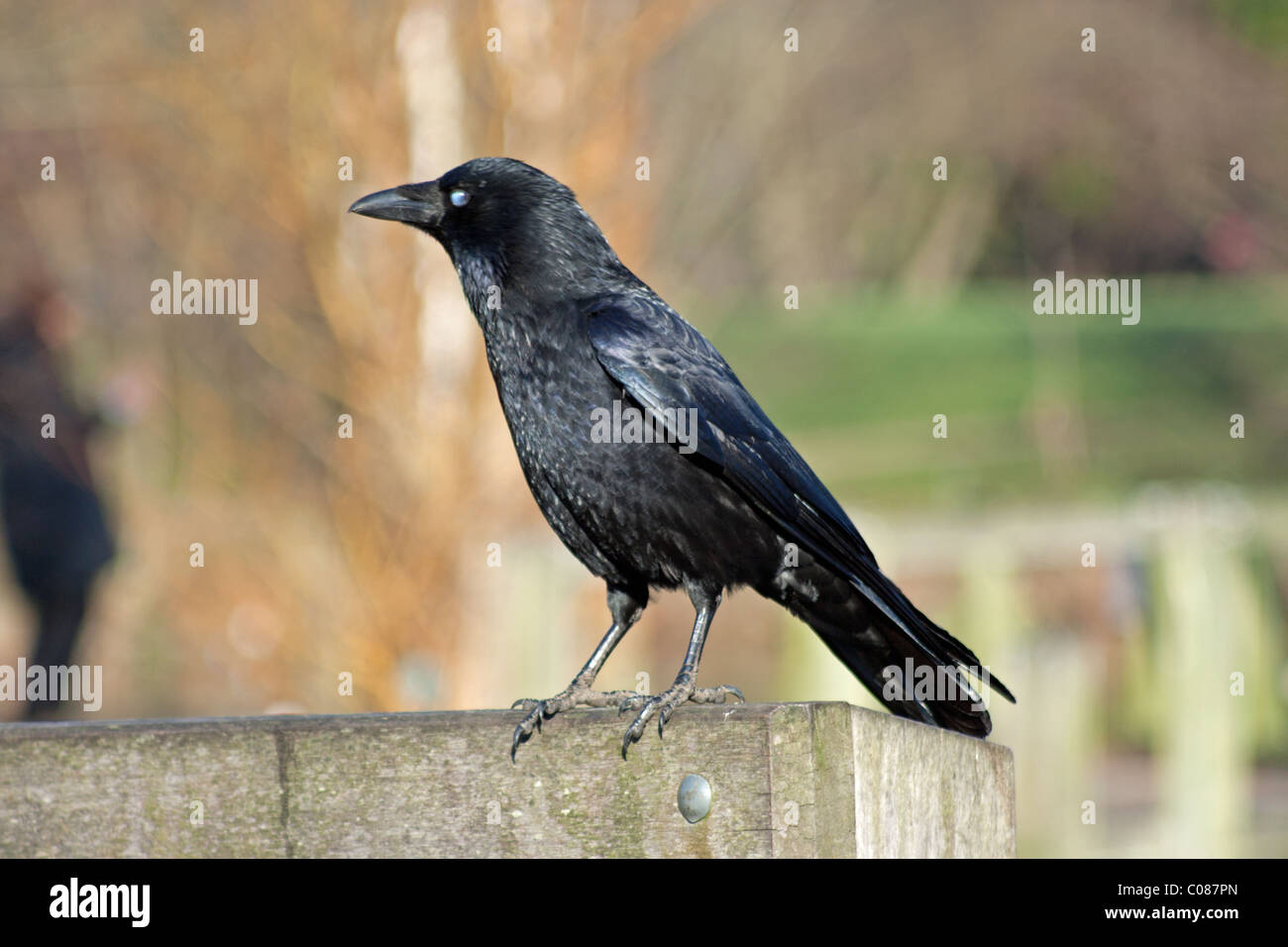 Crow perched hi-res stock photography and images - Alamy