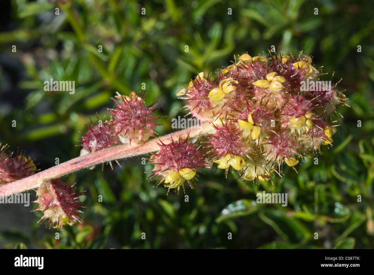 Acaena sp.? flowers Torres del Paine National Park, Patagonia, Chile ...