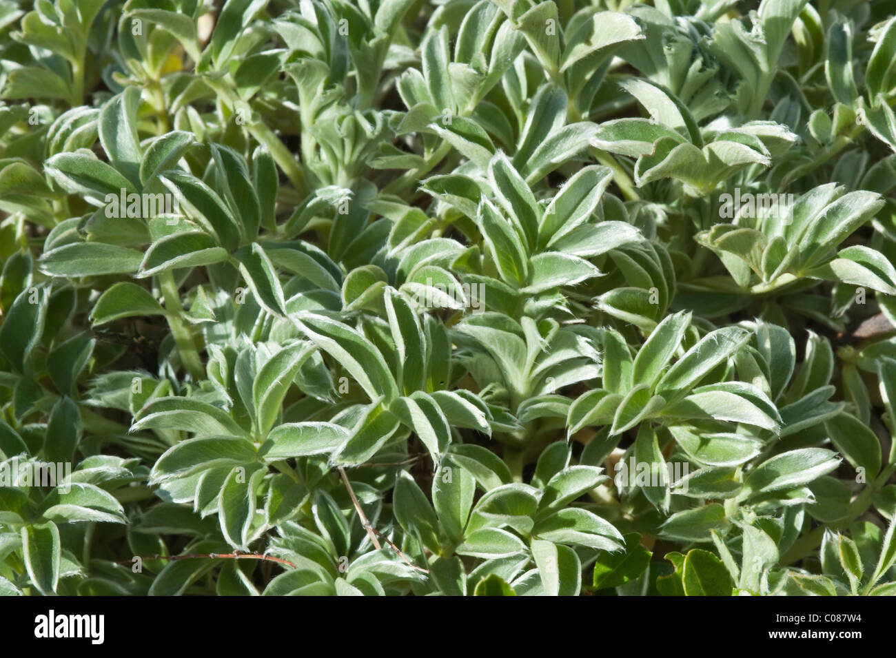 Acaena High Resolution Stock Photography and Images - Alamy