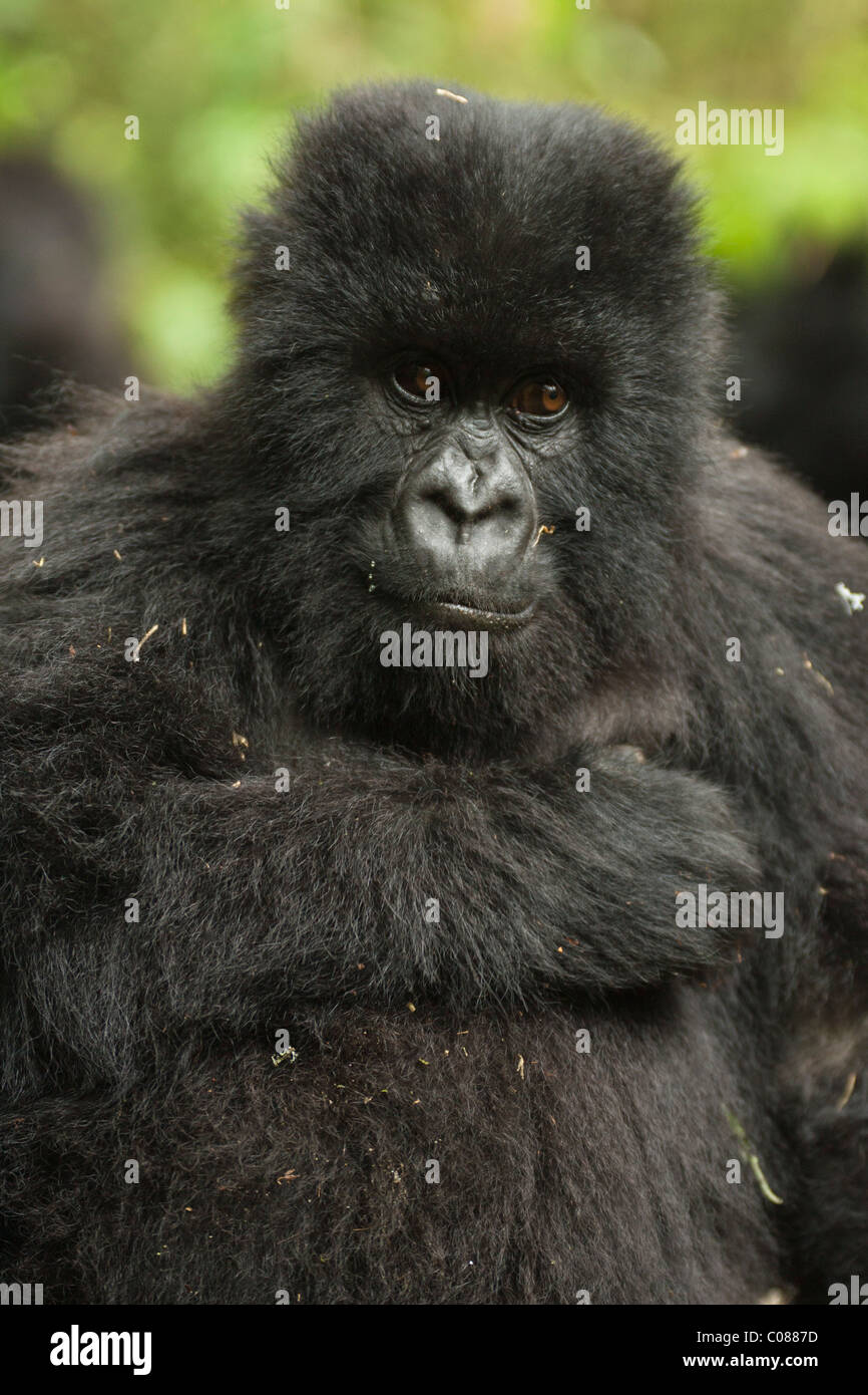 Mountain Gorilla, Volcanoes National Park, Rwanda Stock Photo - Alamy