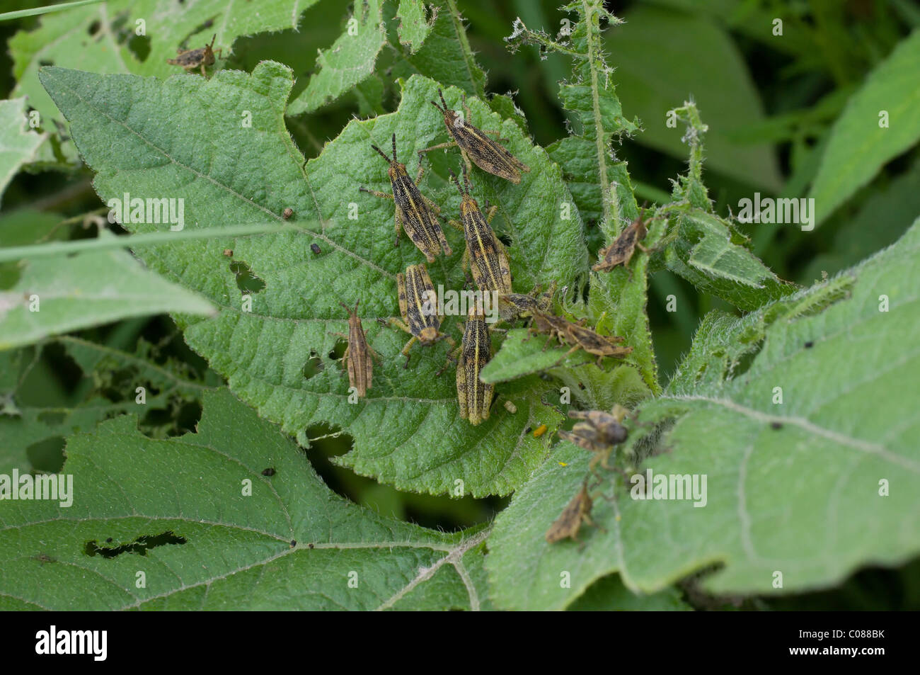 Chapulin de la milpa hi-res stock photography and images - Alamy