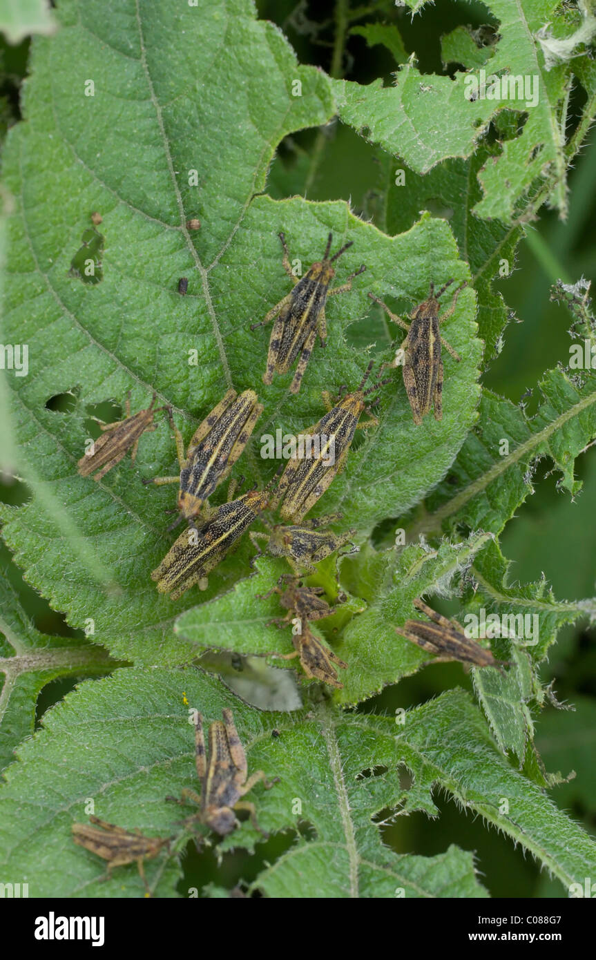 Sphenarium Purpurascens High Resolution Stock Photography and Images ...