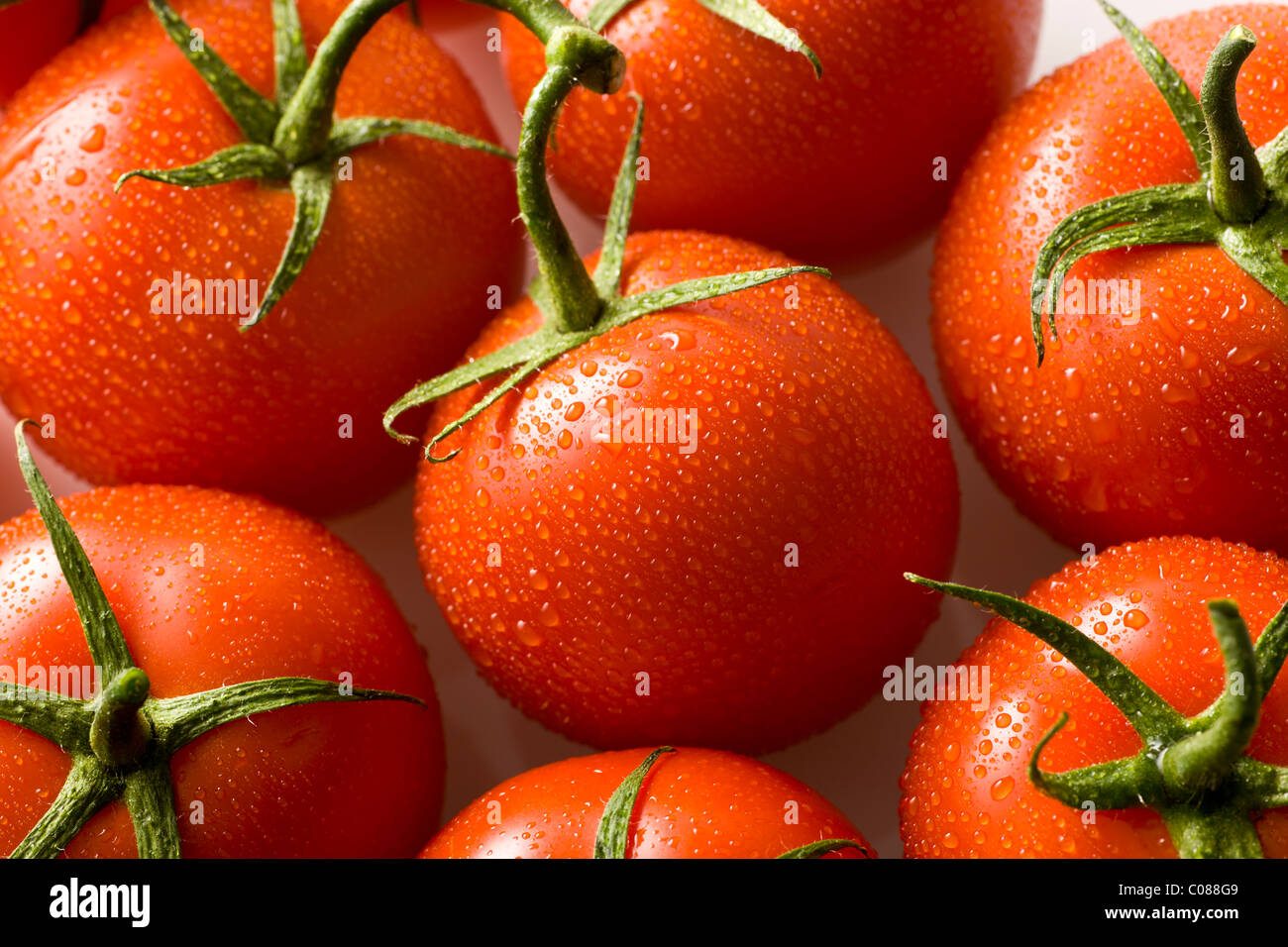 Fresh vine tomatoes on a white background Stock Photo - Alamy