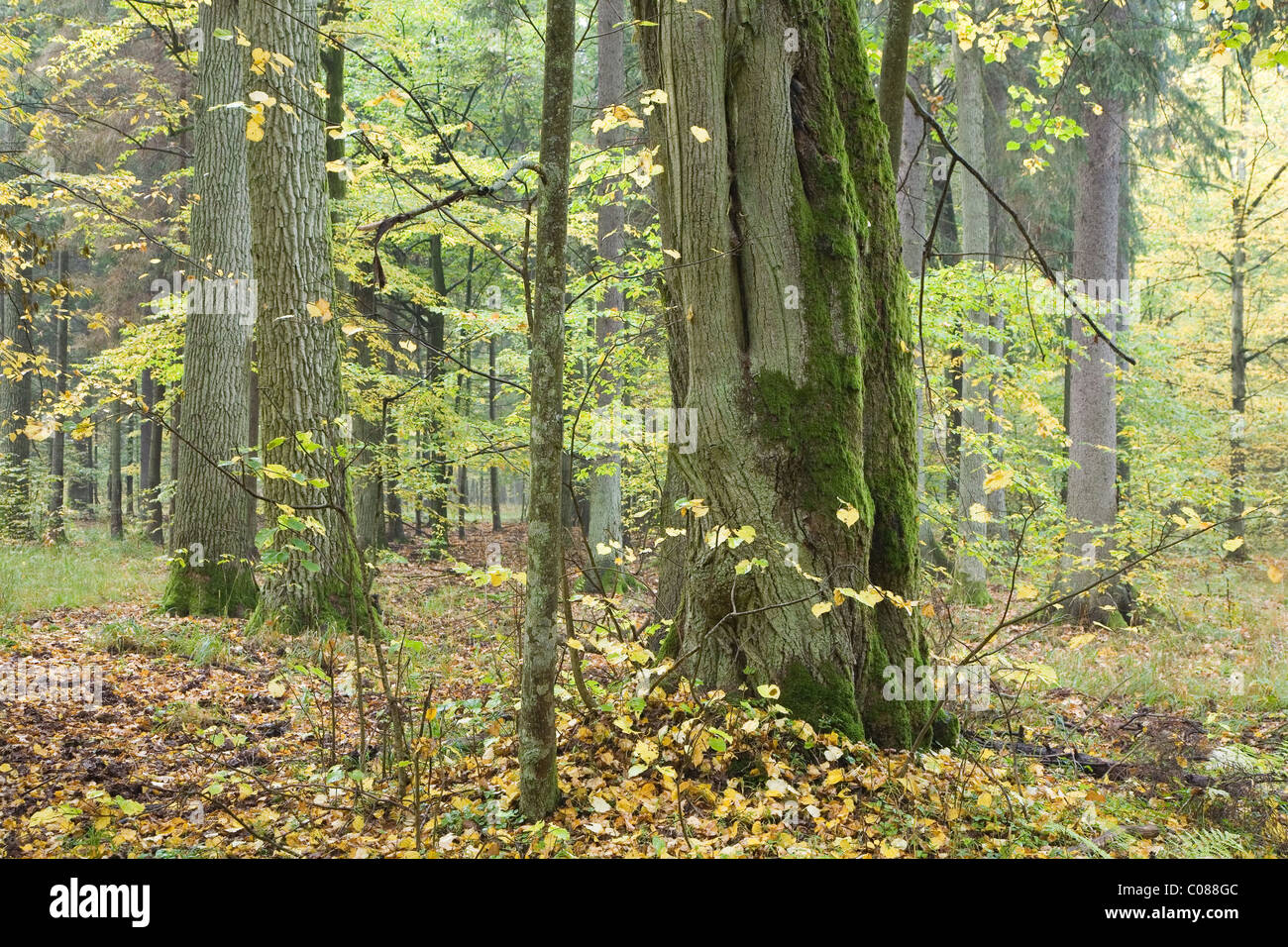Old linden in autumnal forest Stock Photo - Alamy