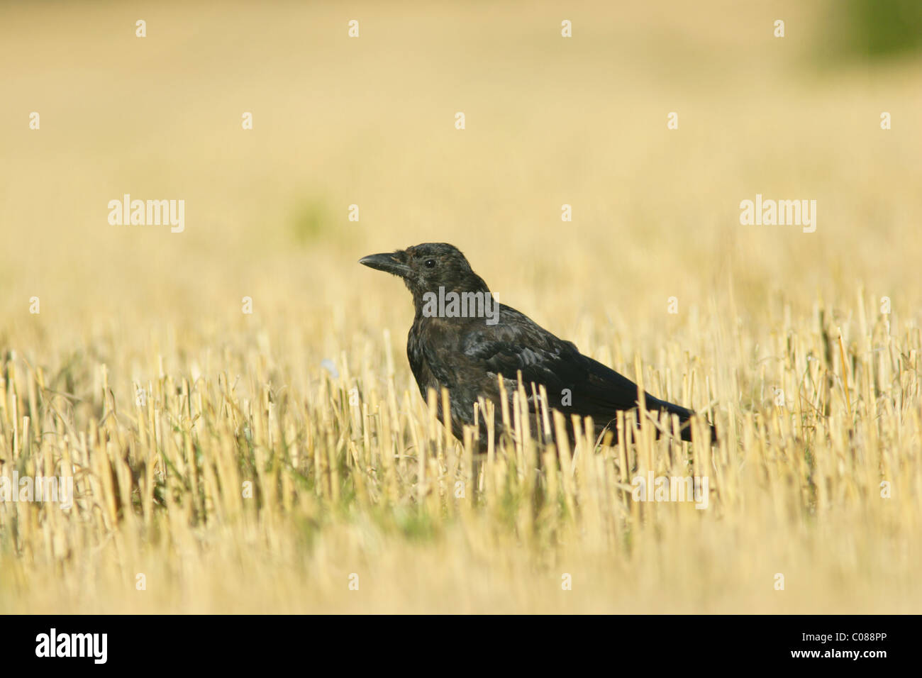 Carrion crow corvus corone juvenile hi-res stock photography and images ...