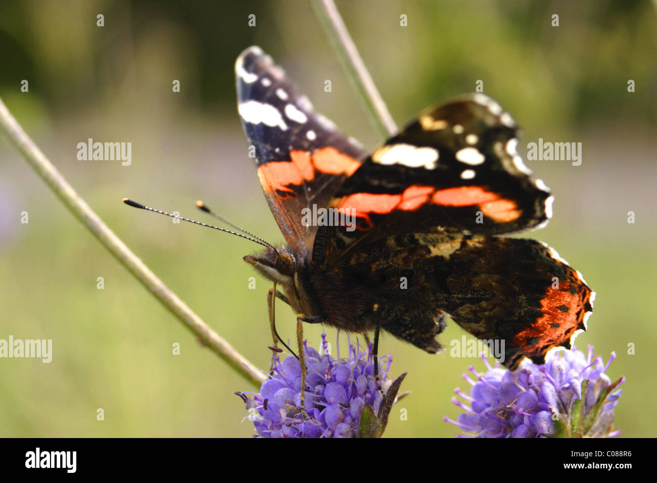 Red admiral yorkshire hi-res stock photography and images - Alamy