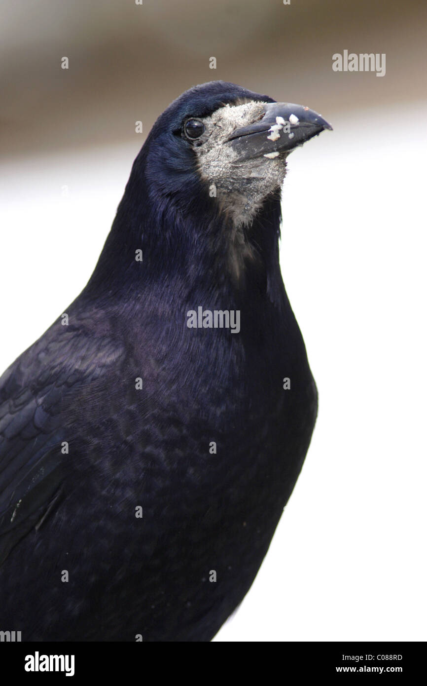Rook bird hi-res stock photography and images - Alamy
