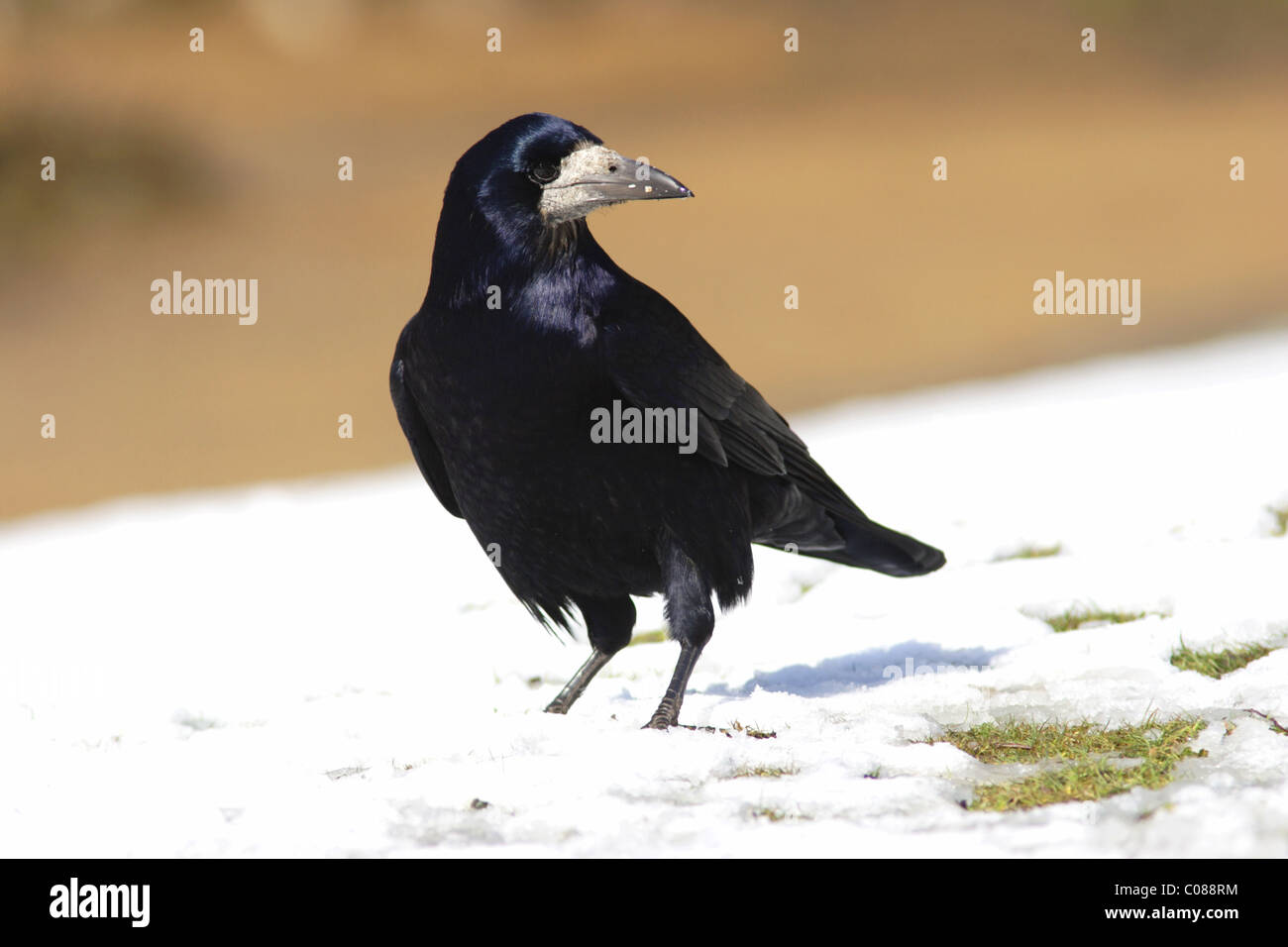 Rook bird hi-res stock photography and images - Alamy