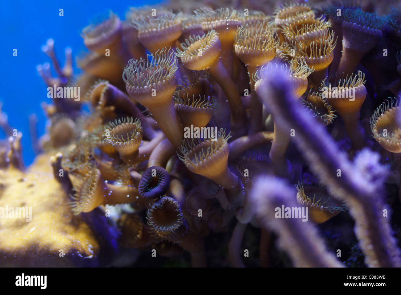 Coral under water Stock Photo - Alamy