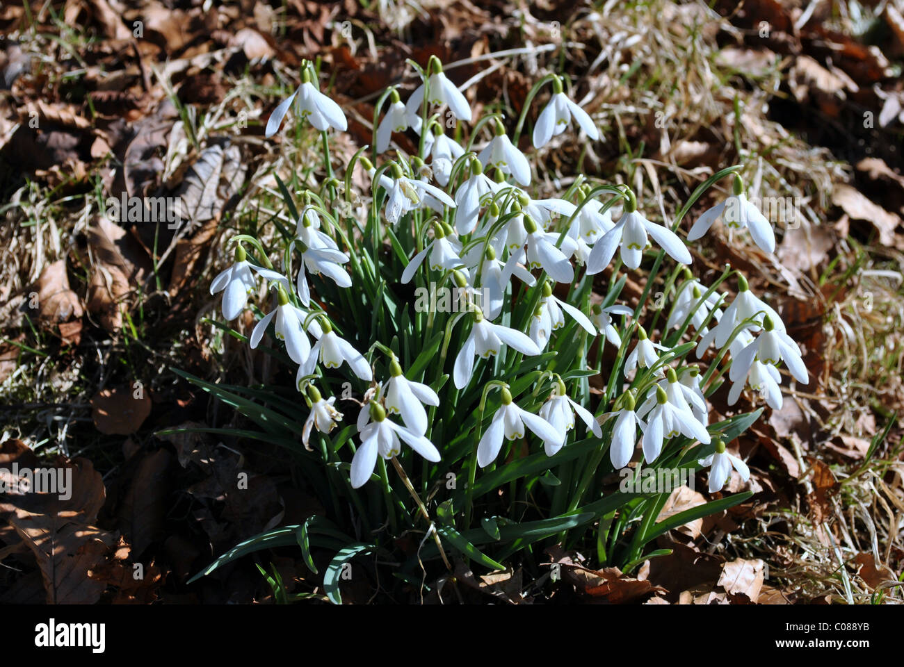 Small snowdrops hi-res stock photography and images - Alamy