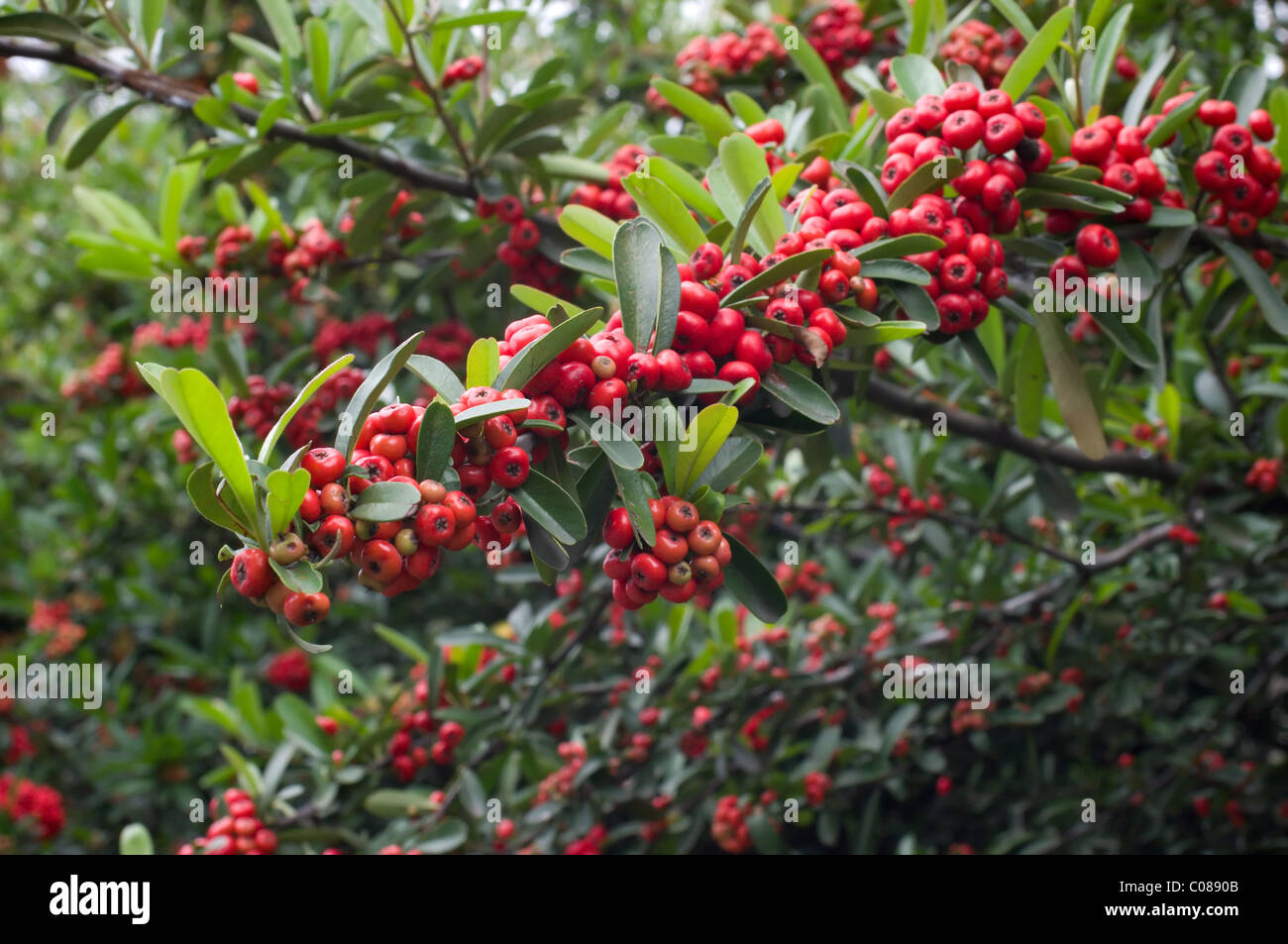 Pyracantha koidzumii hi-res stock photography and images - Alamy