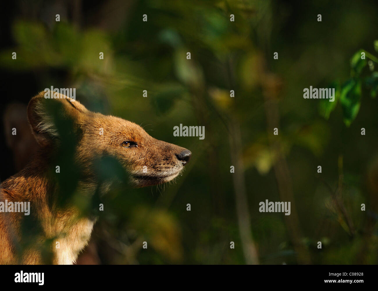 Indian wild dog hi-res stock photography and images - Alamy