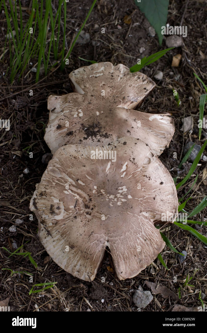 Agaricus mushrooms hi-res stock photography and images - Alamy