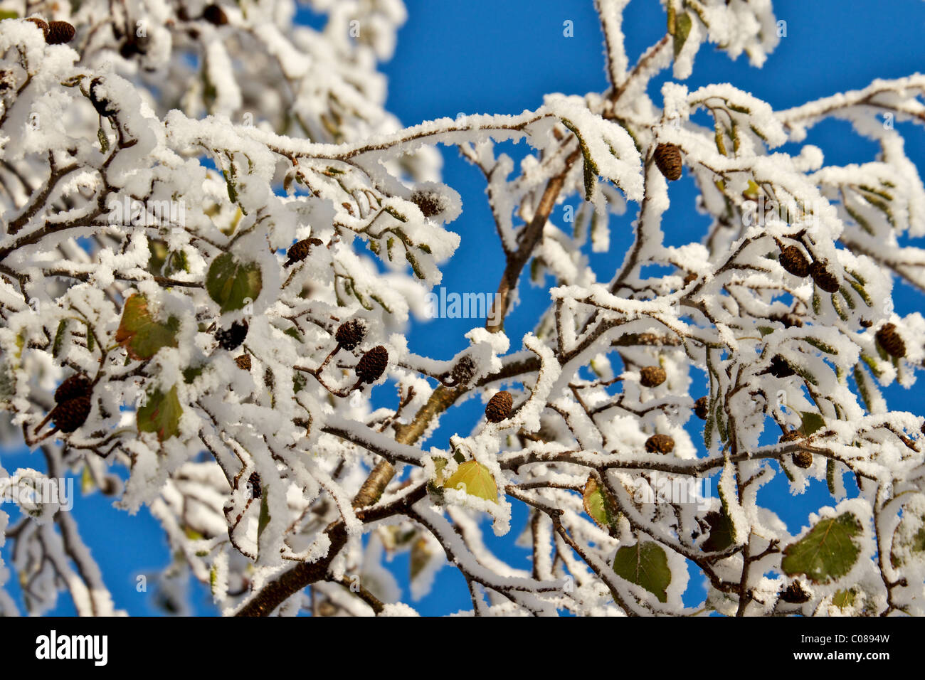 Snow and Ice covered tree against background of blue sky Stock Photo ...