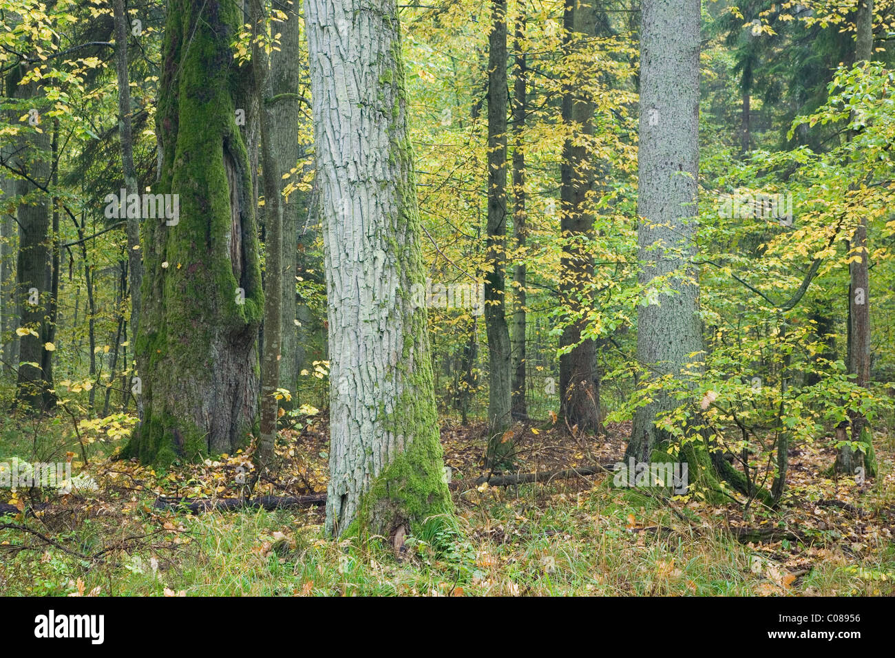 Old autumnal forest with oak in foreground Stock Photo - Alamy