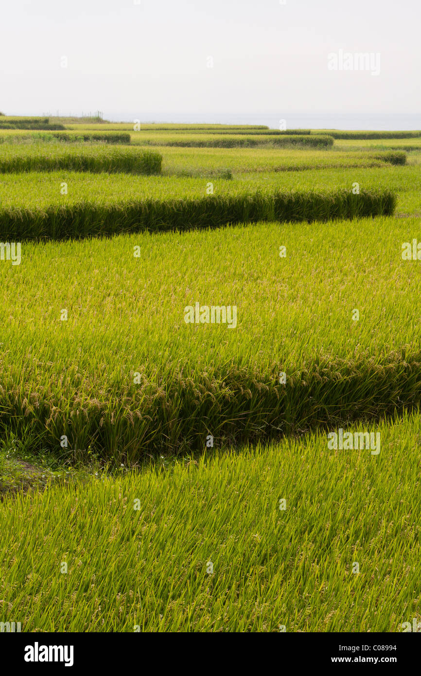 Coastal rice terraces fields, sky and blue sea on the background ...