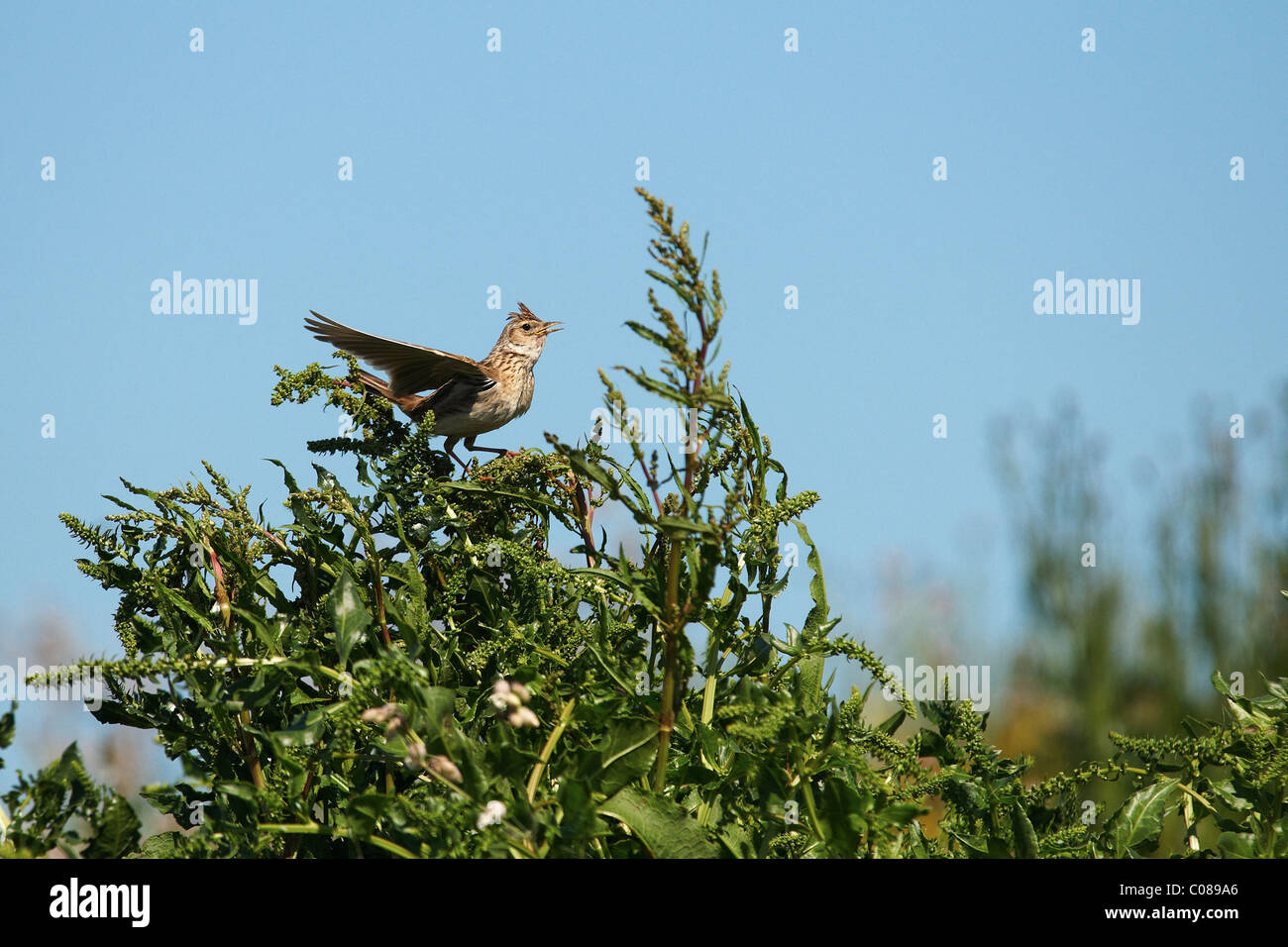 Skylark, Alauda arvensis in a bush on the Welsh Coast Stock Photo - Alamy