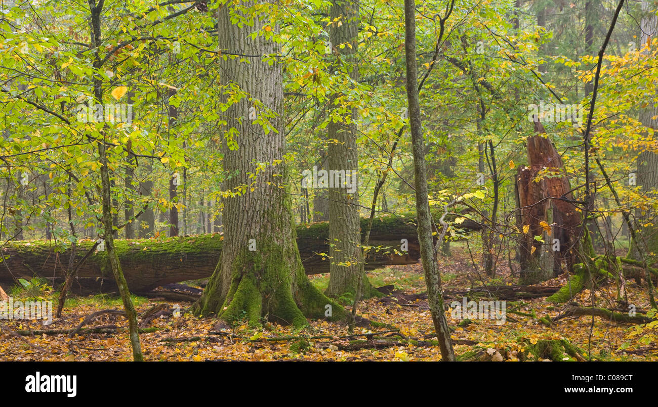 Old oak in autumn forest hi-res stock photography and images - Alamy