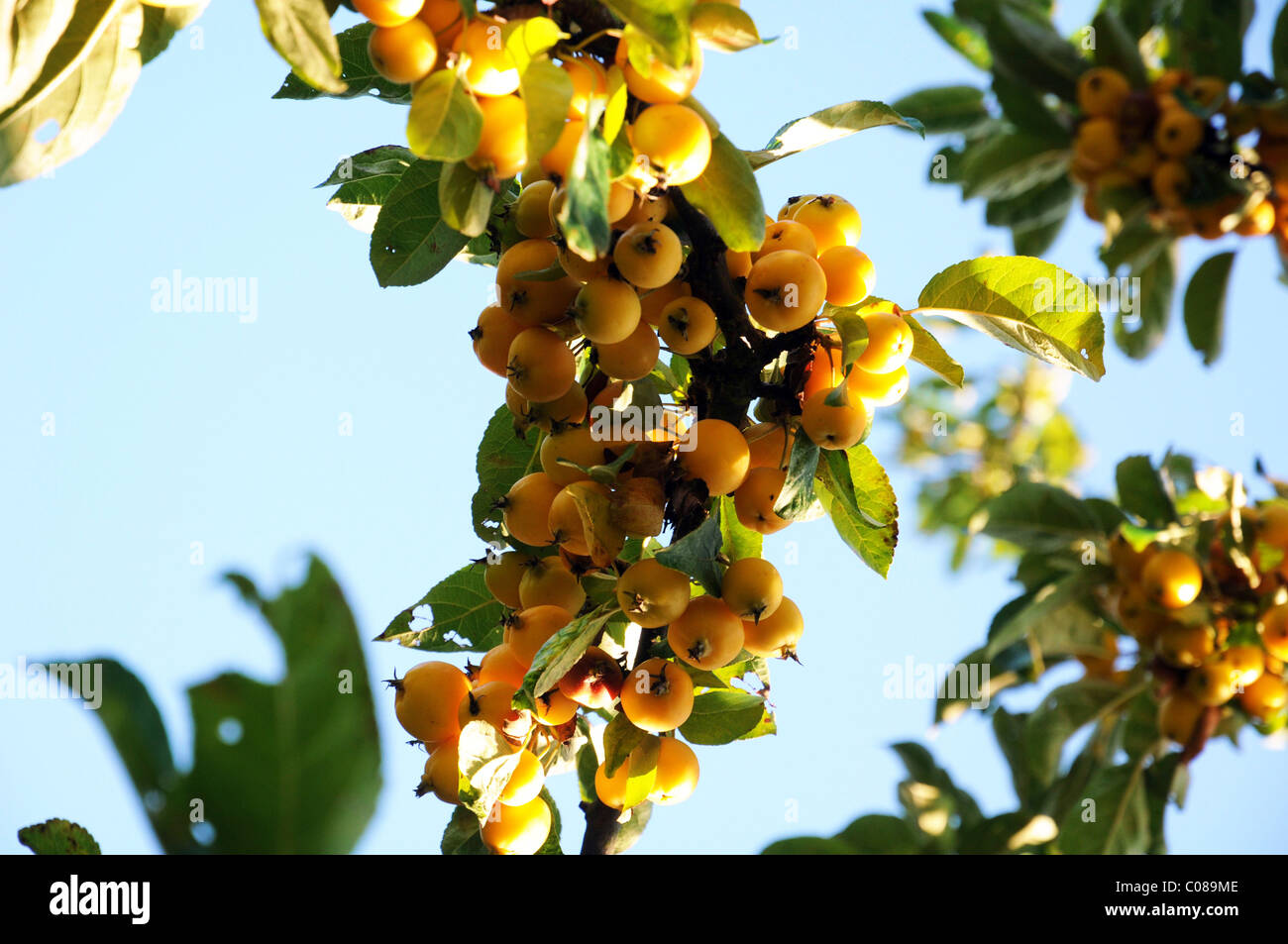 Yellow crab apples hi-res stock photography and images - Alamy