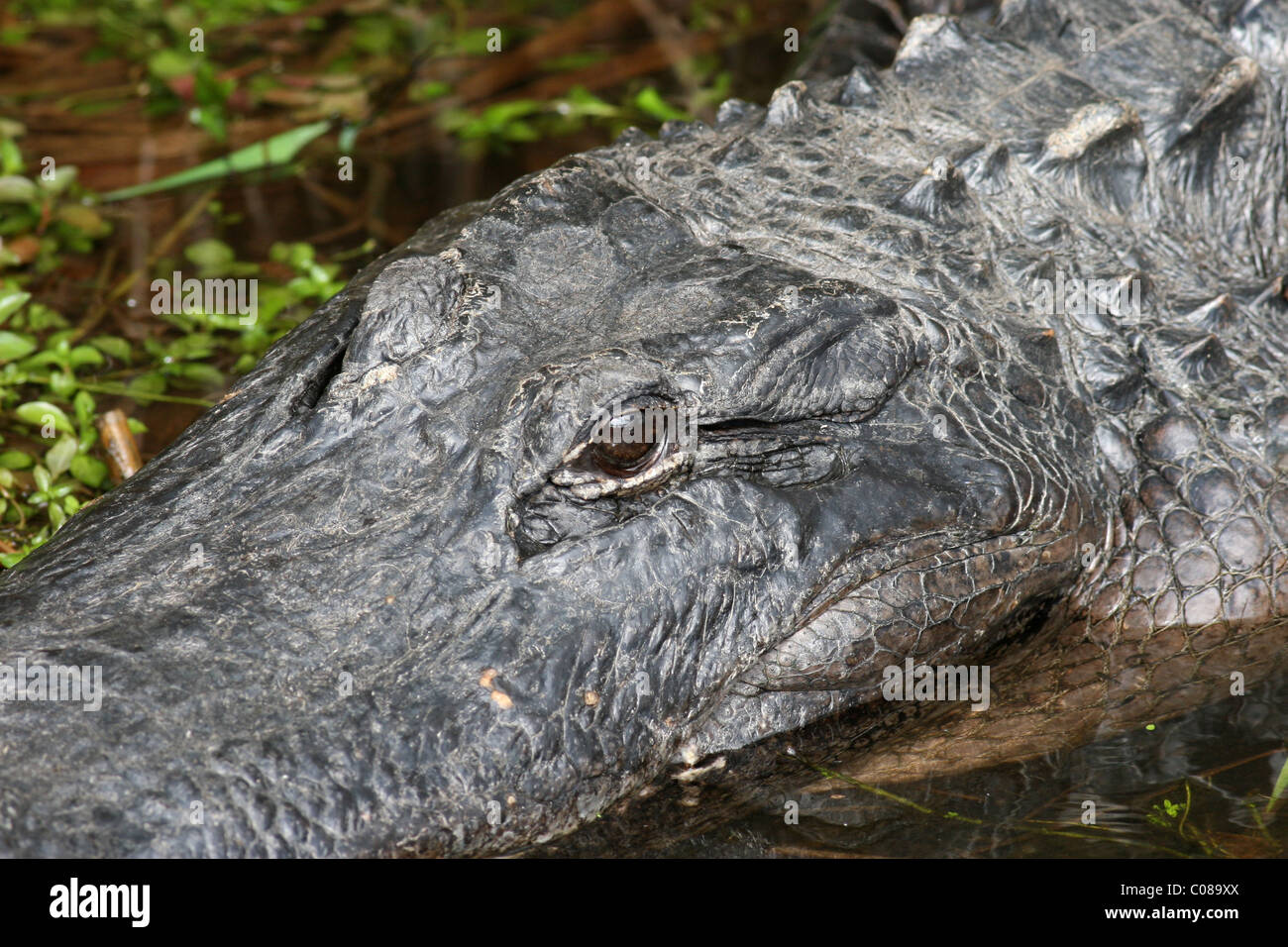 Alligator in Everglades National Park, Florida Stock Photo - Alamy